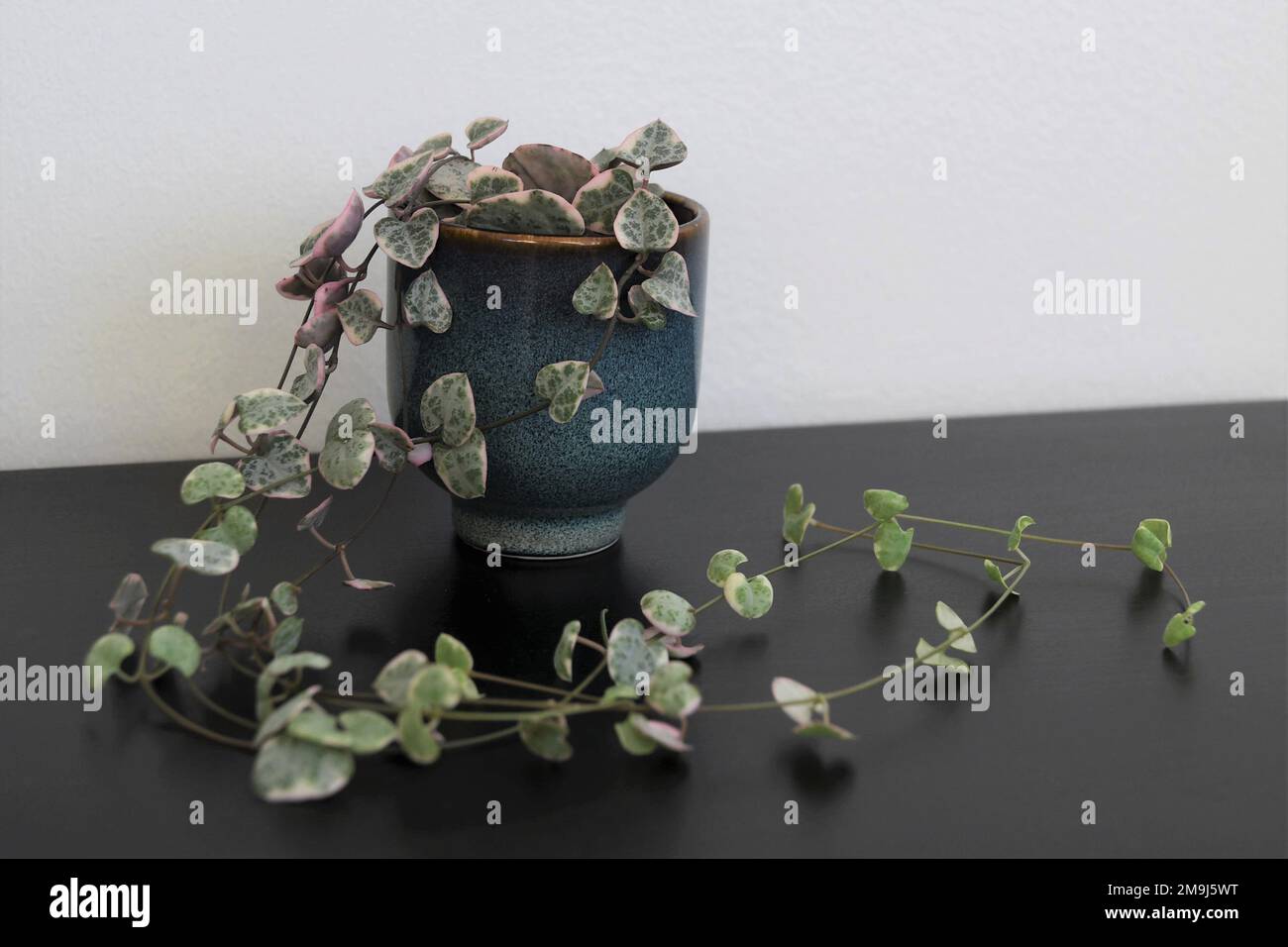 Variegated string of hearts houseplant (Ceropagia woodii variegata), in ...