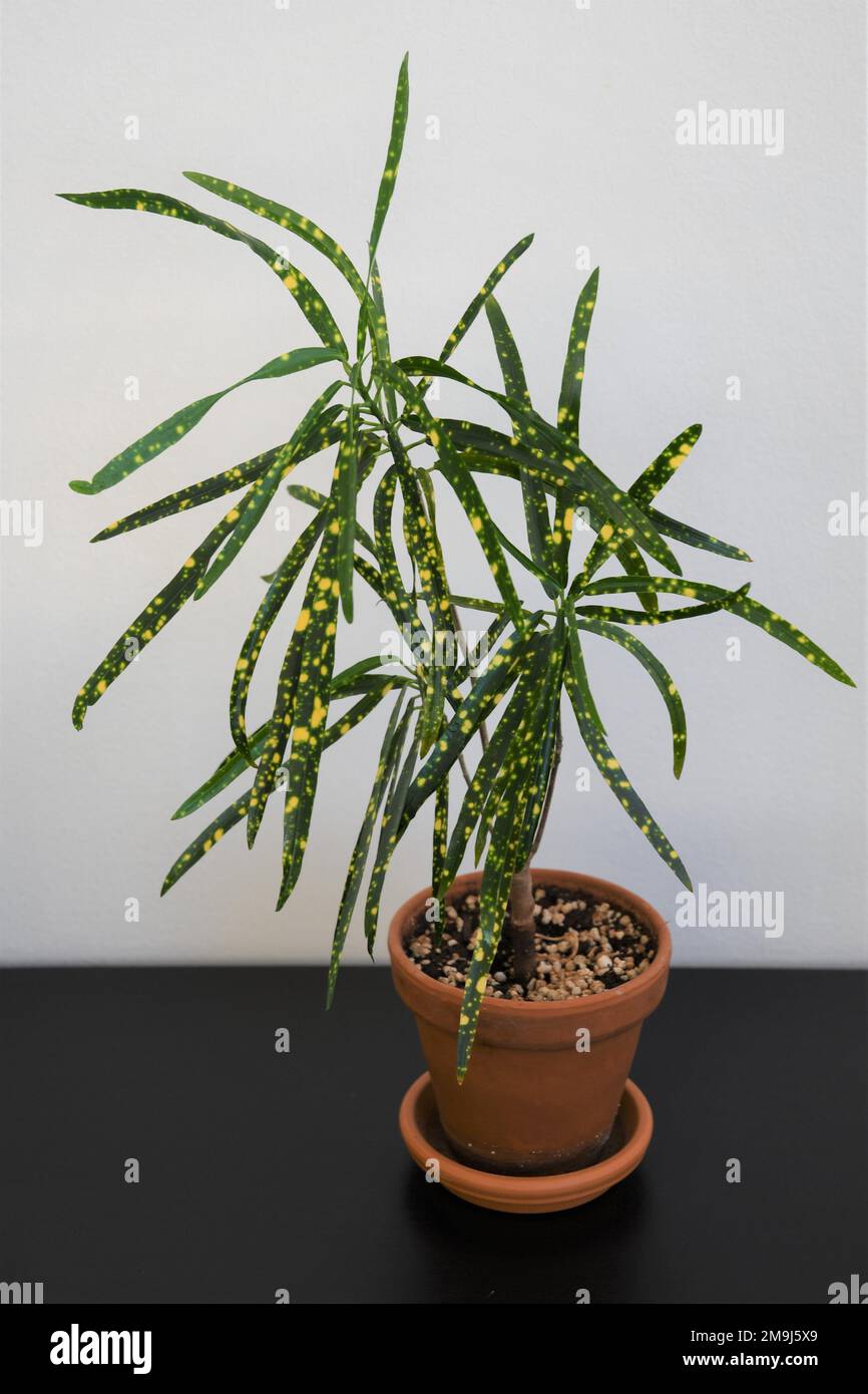 Codiaeum Variegatum Croton Yellow