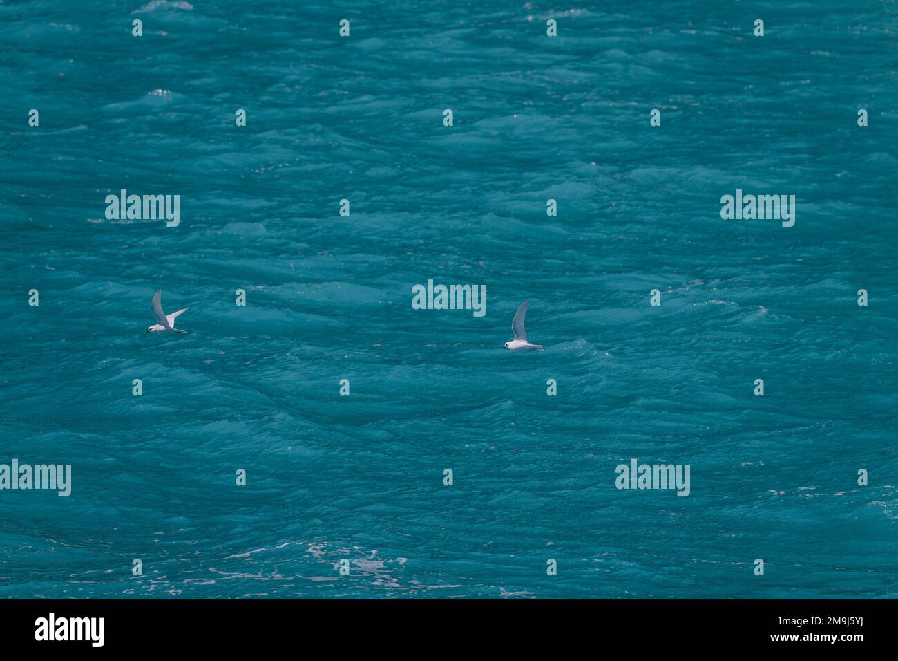 Two snow petrels (Pagodroma nivea) flying over the milky meltwaters in ...