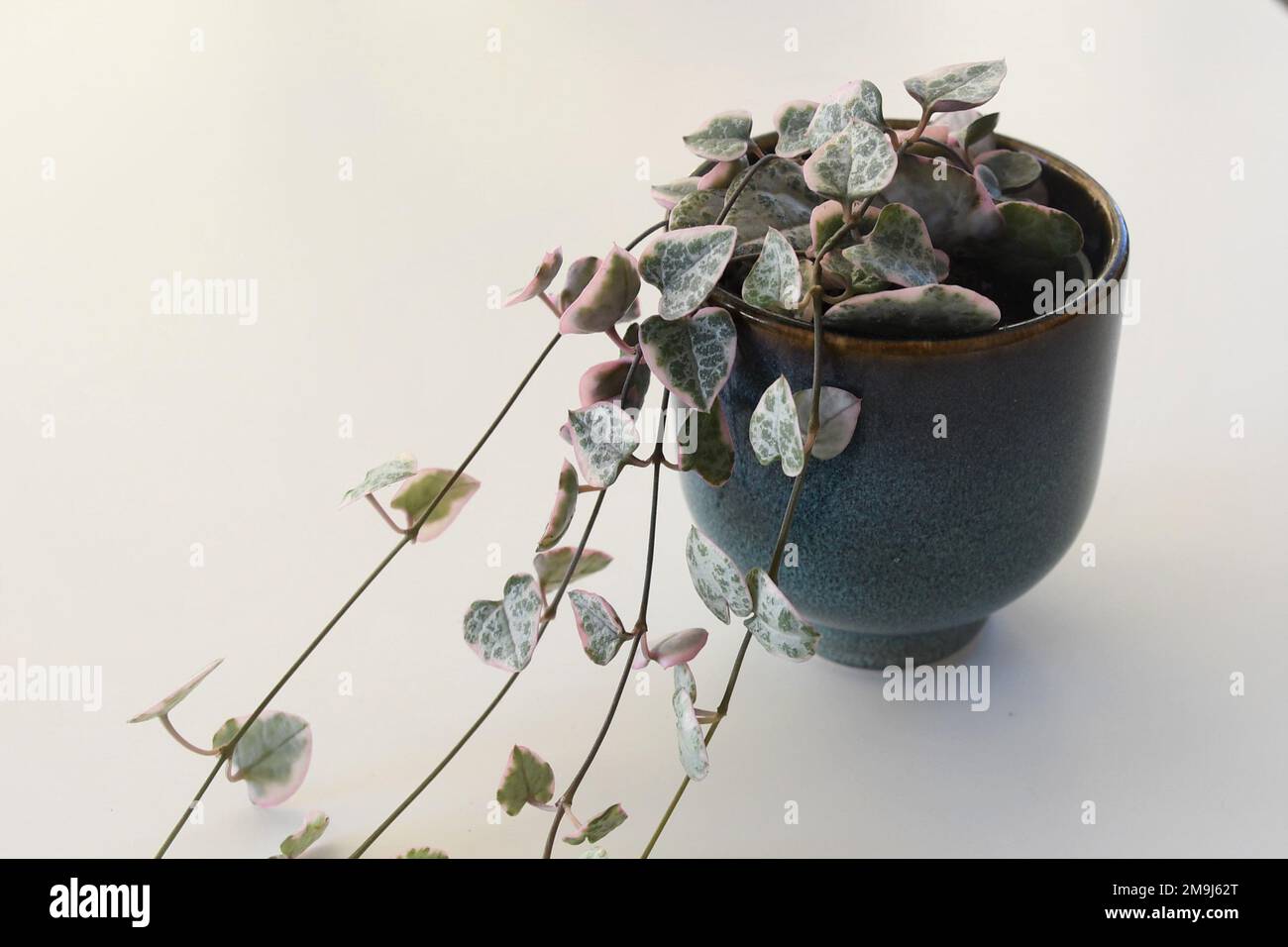 Variegated string of hearts houseplant (Ceropagia woodii variegata), in ...