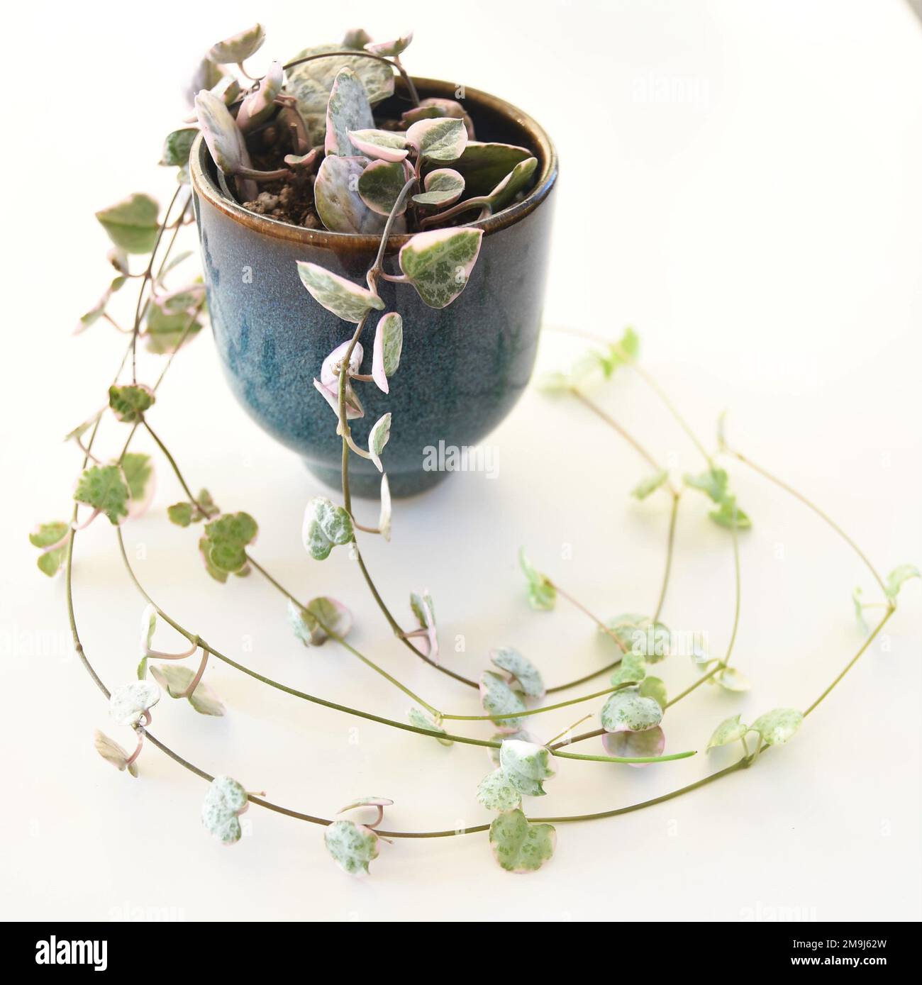 Variegated string of hearts houseplant (Ceropagia woodii variegata) in ...