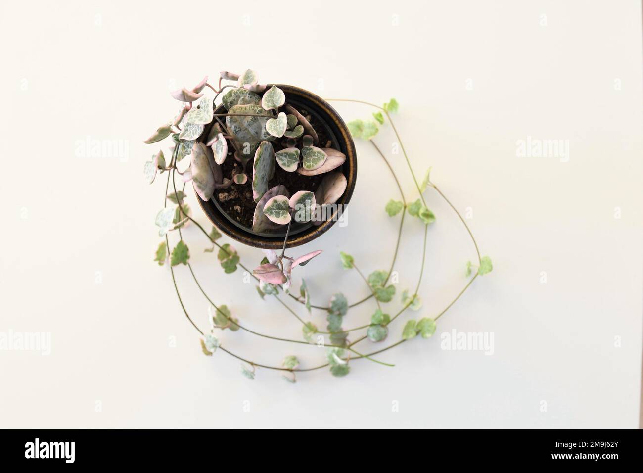 Ceropegia woodii variegata hi-res stock photography and images - Alamy