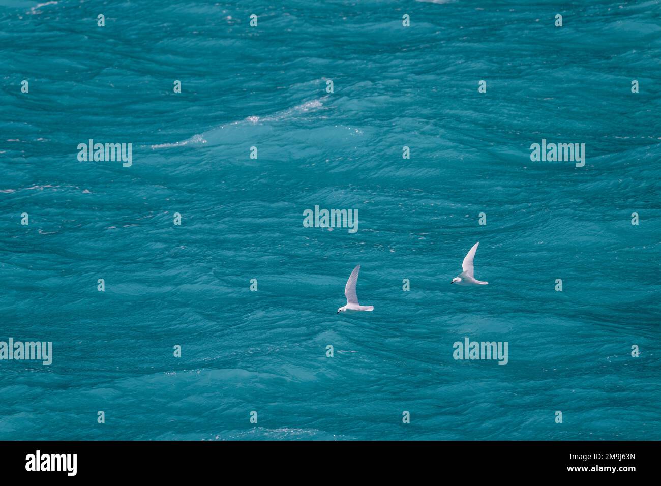 Two snow petrels (Pagodroma nivea) flying over the milky meltwaters in ...