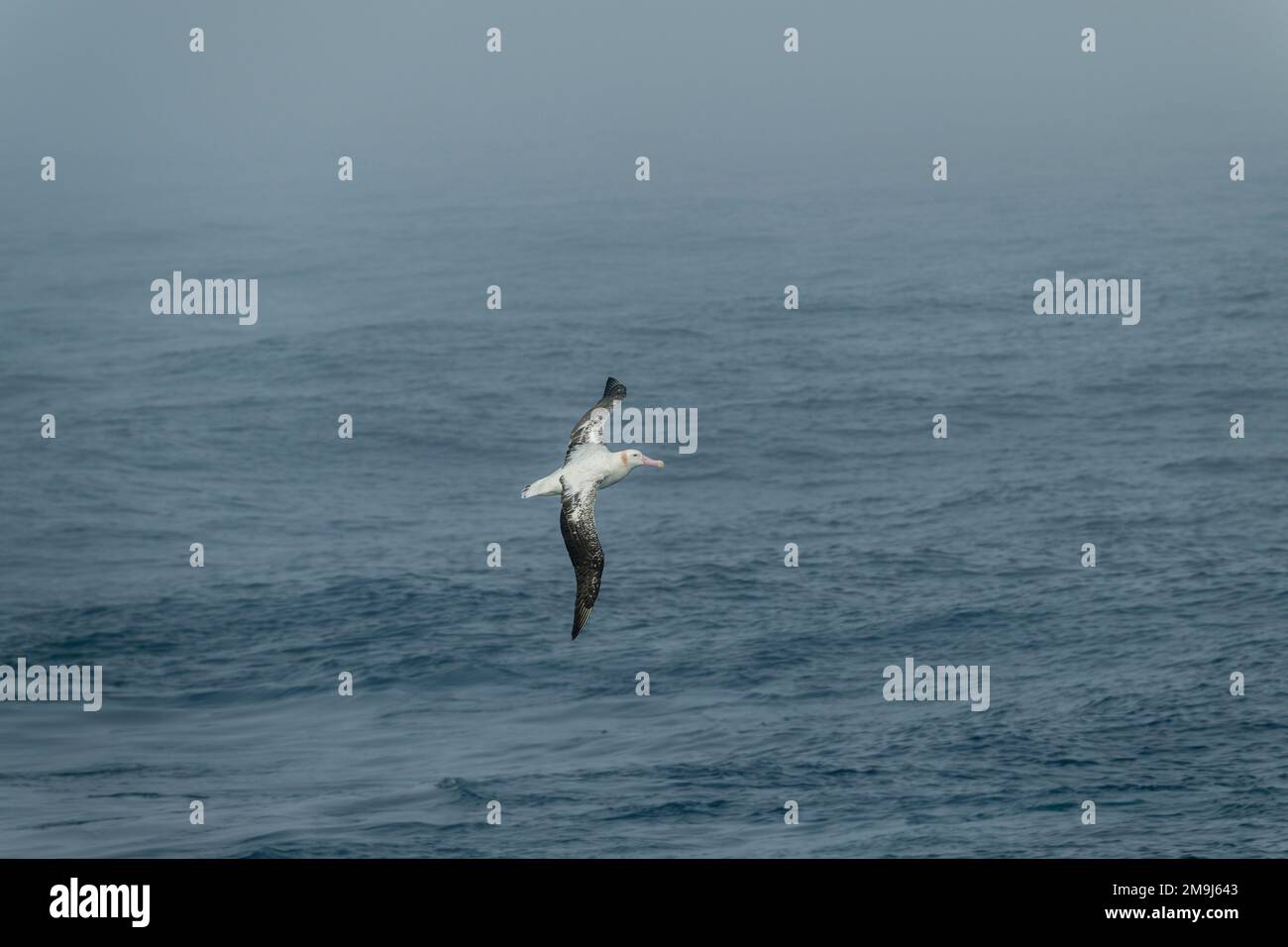 A Wandering Albatross (Diomedea exulans) is flying over the Scotia Sea ...