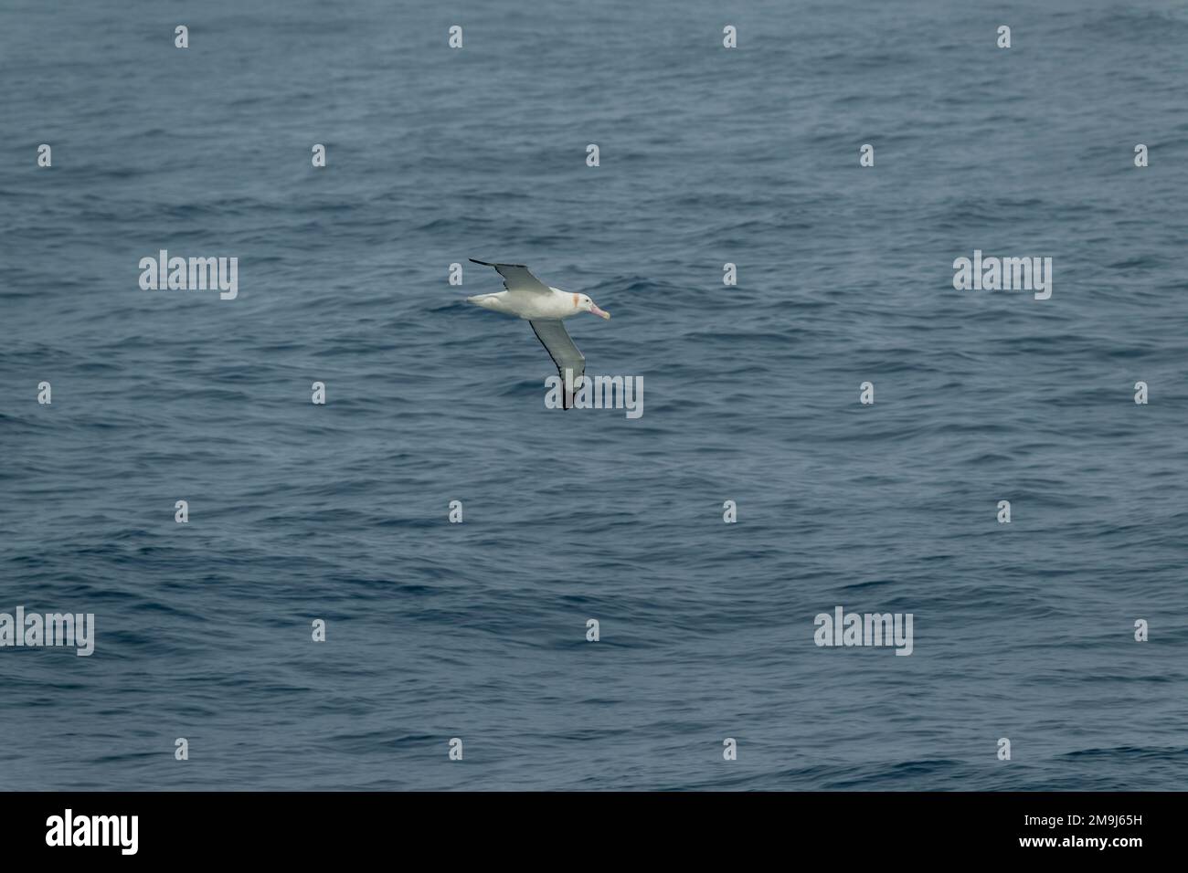 A Wandering Albatross (Diomedea exulans) is flying over the Scotia Sea ...
