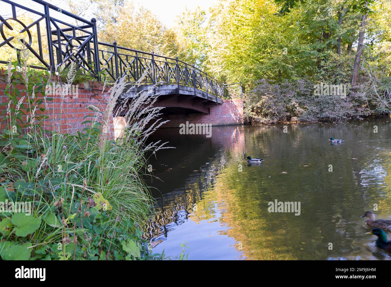 Park pond with wild ducks swimming, brick bridge with black handrail ...