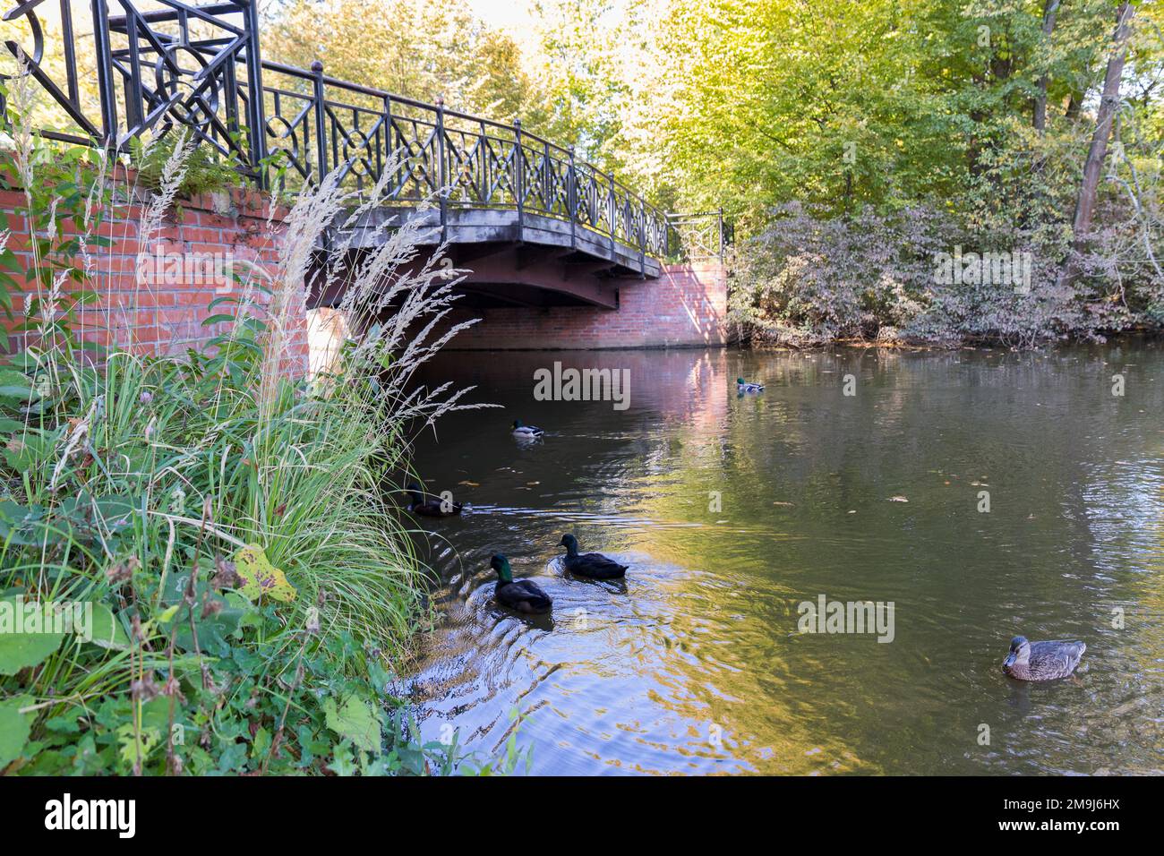 Park pond with wild ducks swimming, brick bridge with black handrail ...