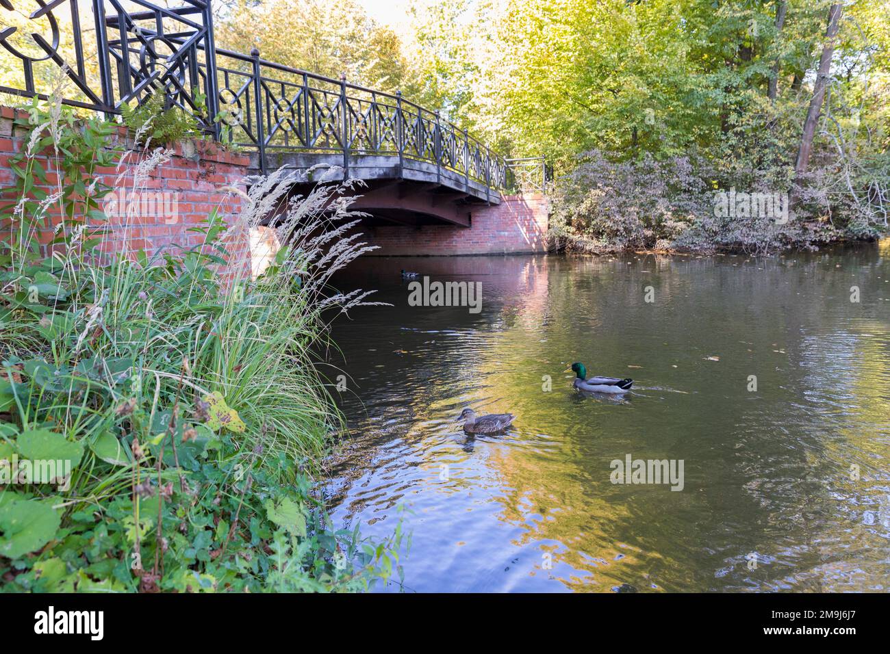 Park pond with wild ducks swimming, brick bridge with black handrail ...