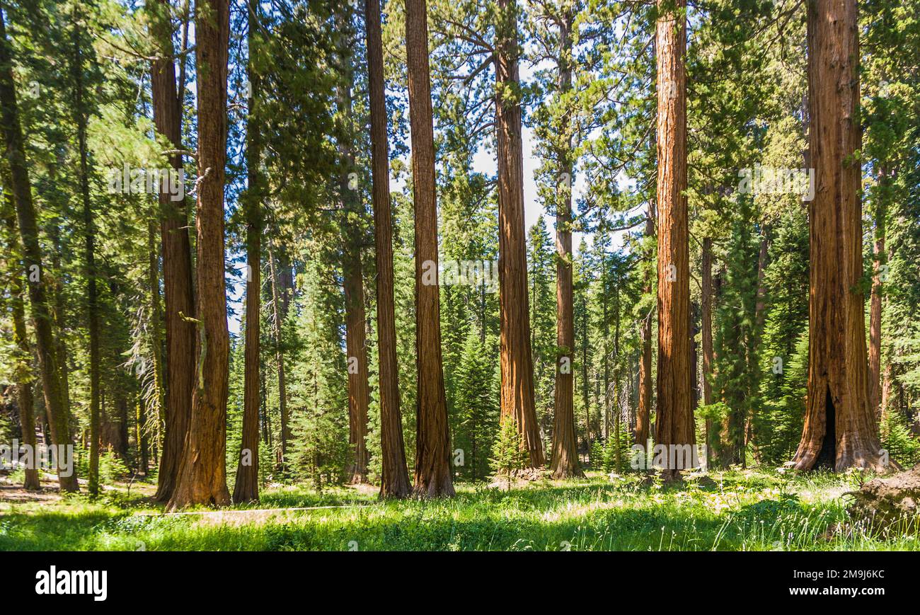 Sequoia national park beautiful sequoias hi-res stock photography and ...