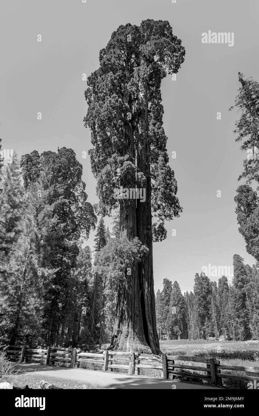 Scenic park tall trees Black and White Stock Photos & Images - Alamy