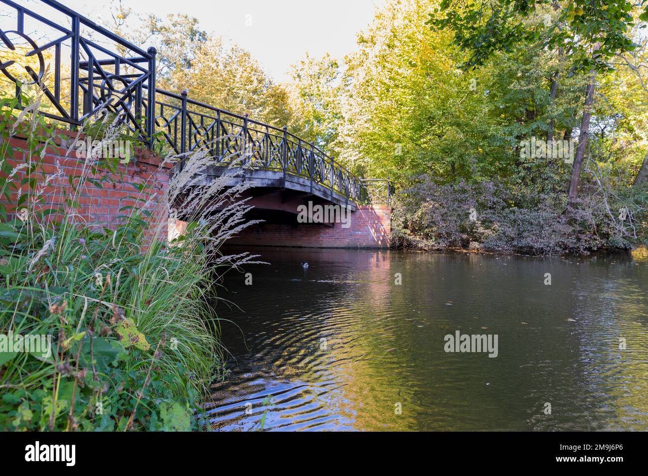 Park pond with wild ducks swimming, brick bridge with black handrail ...