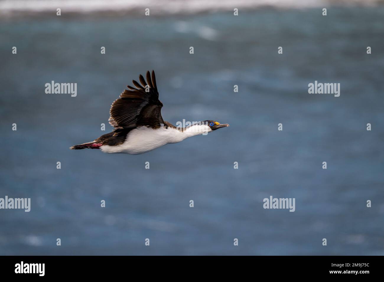 An Antarctic shag (Leucocarbo bransfieldensis), sometimes referred to ...