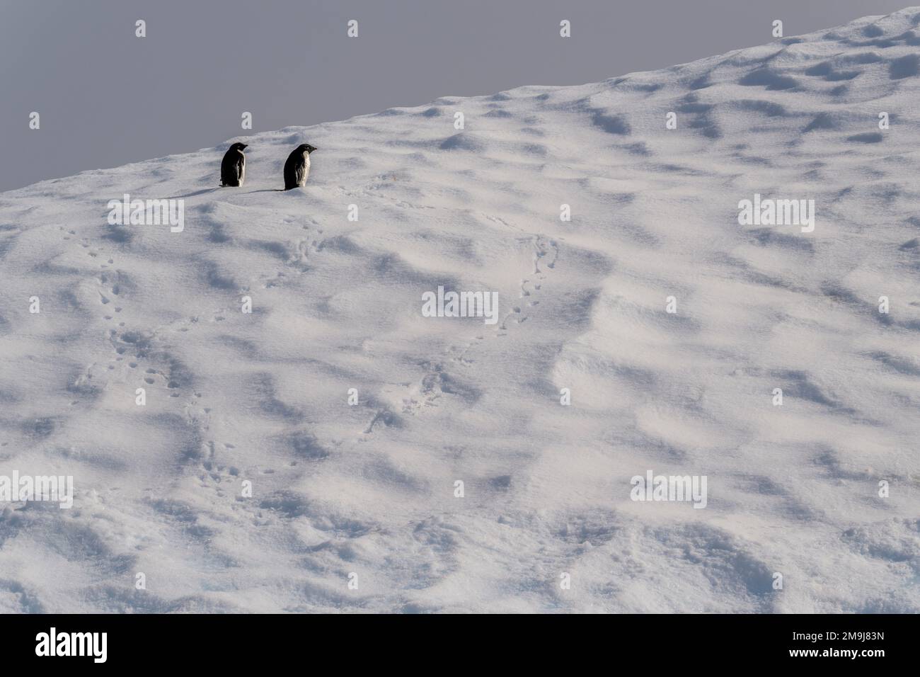 Two Adelie penguins (Pygoscelis adeliae) on an iceberg floating in ...