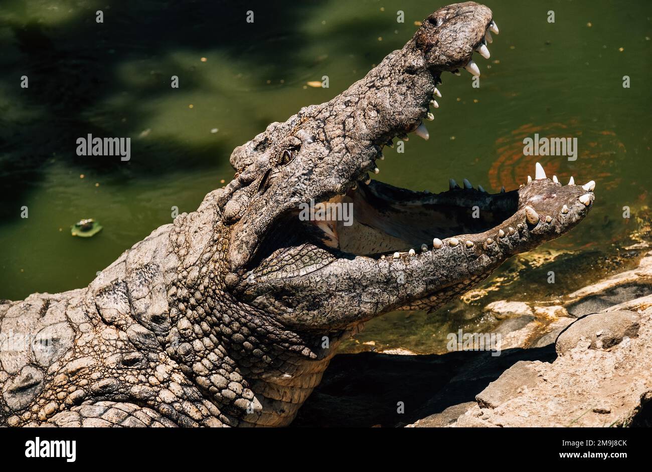 Portrait of Nile crocodile open a huge jaw with big teeth drying a ...