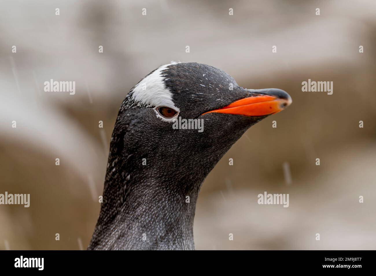 Penguin portal hi-res stock photography and images - Alamy