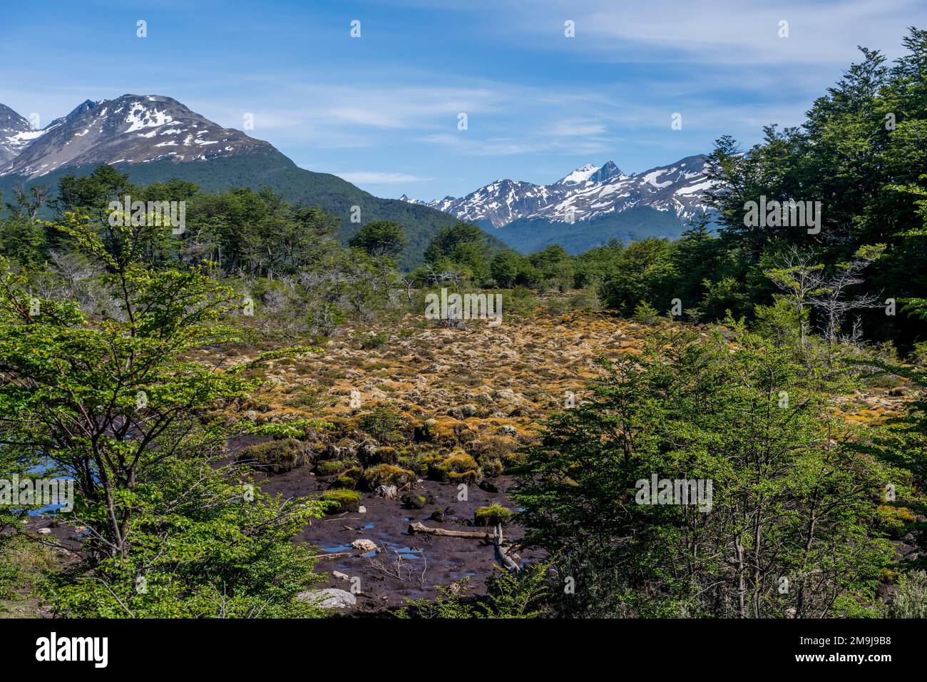 View of a bog area in the mountains of Tierra del Fuego near Ushuaia ...