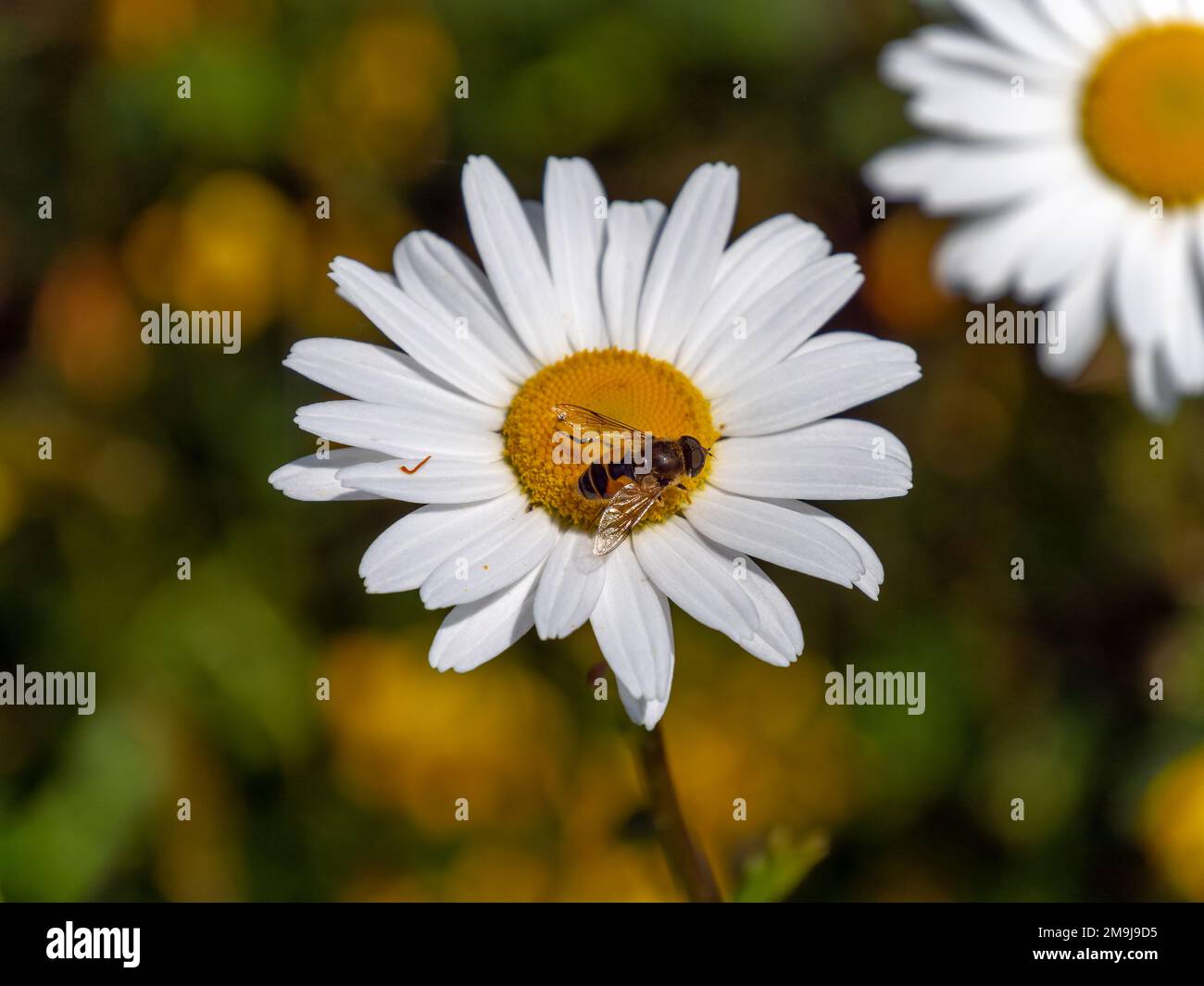 One insect on a daisy flower, a close-up shot. White daisy in bloom ...