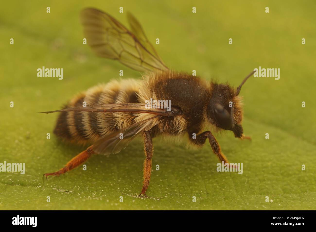 Detailed closeup on a Mediteranean leafcutter bee, Megachile pyrenaica ...