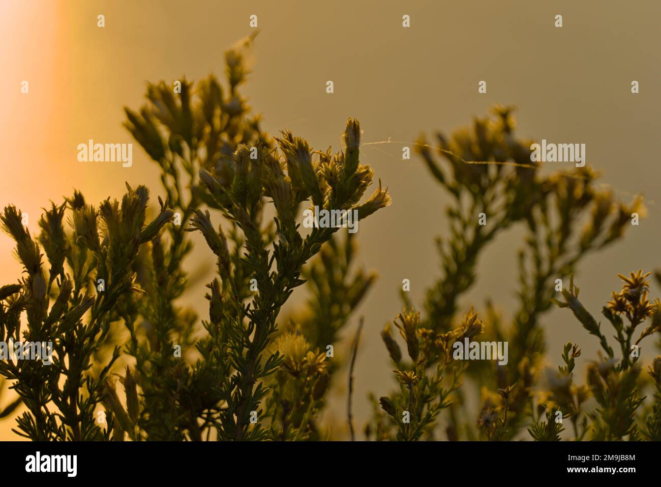 California golden bush in the dusk sunlight Stock Photo - Alamy