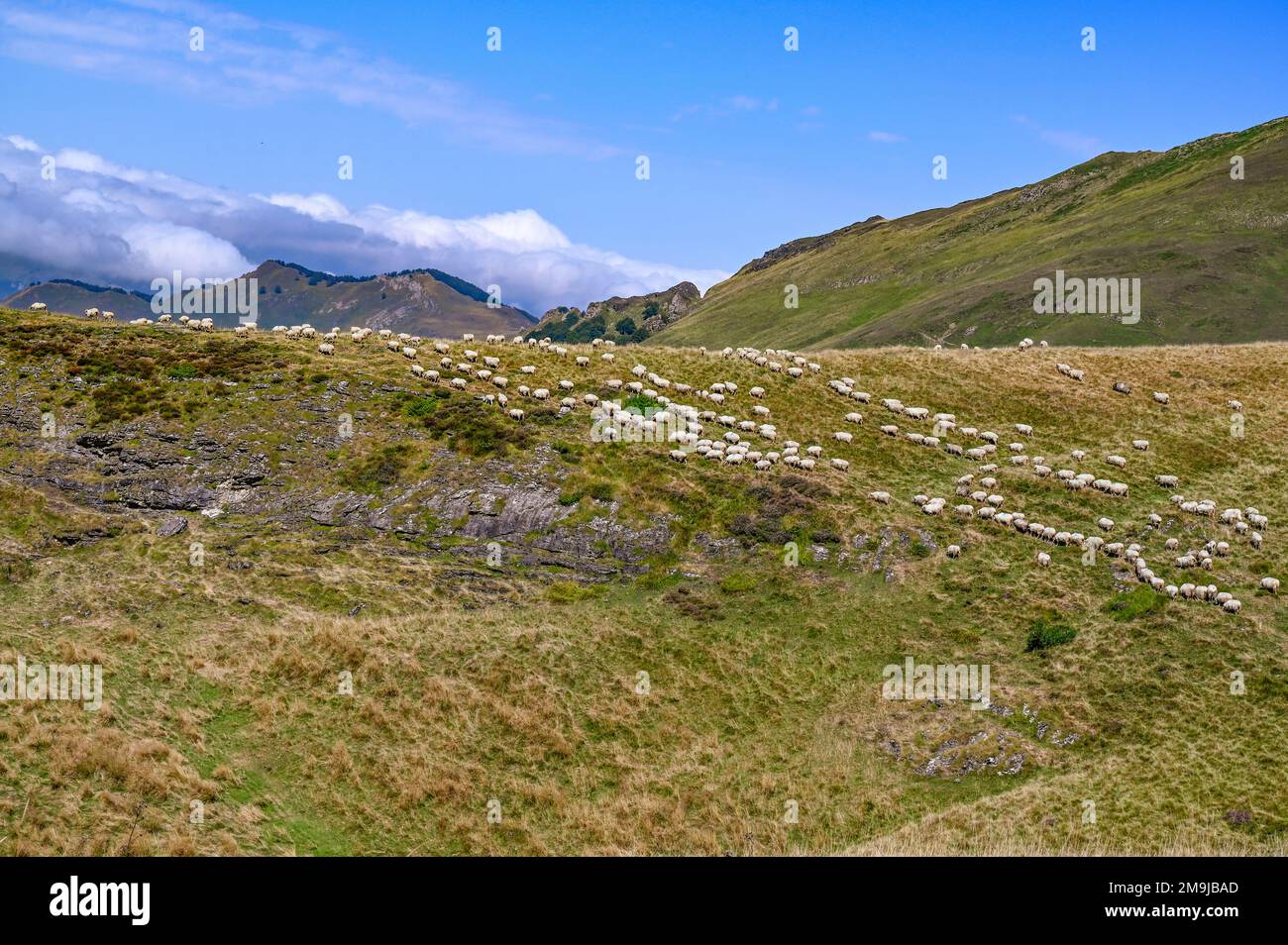Sheep grazing on summer alps near the Col d'Aubisque in the French ...