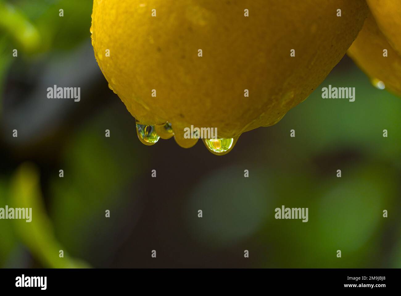 Lemon with rain drops at the bottom Stock Photo - Alamy