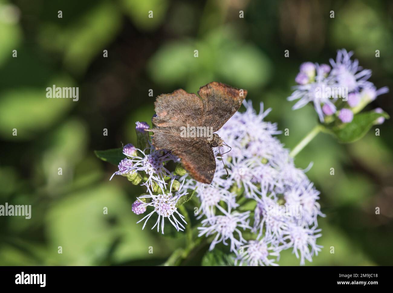 Common spurwing hi-res stock photography and images - Alamy
