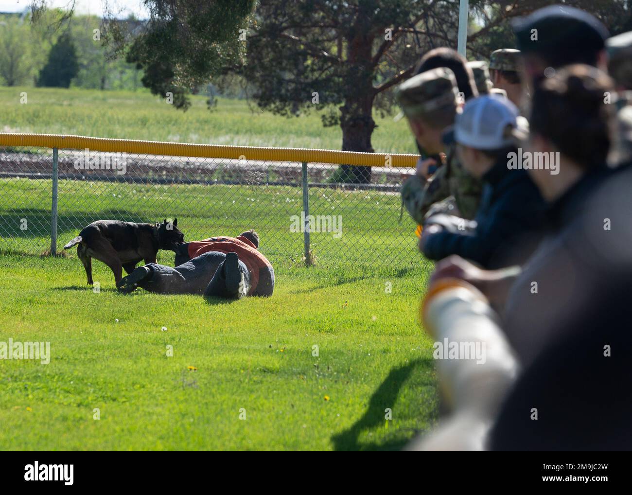 KB, a Meridian Police Department K-9, bites a decoy in a bitesuit on ...