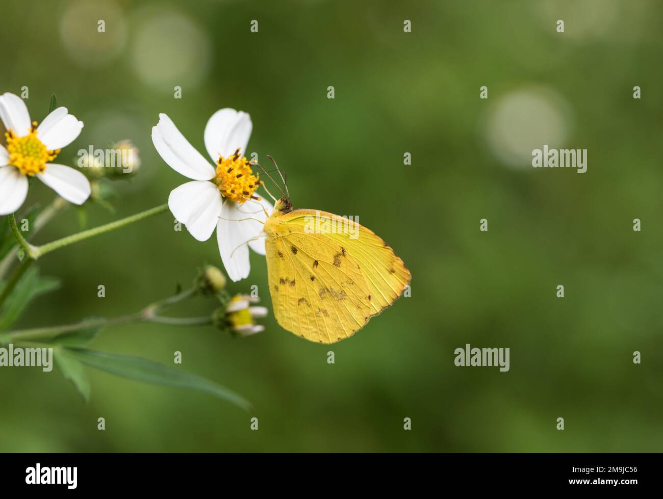 Foraging Little Yellow (Eurema lisa) in Mexico Stock Photo - Alamy