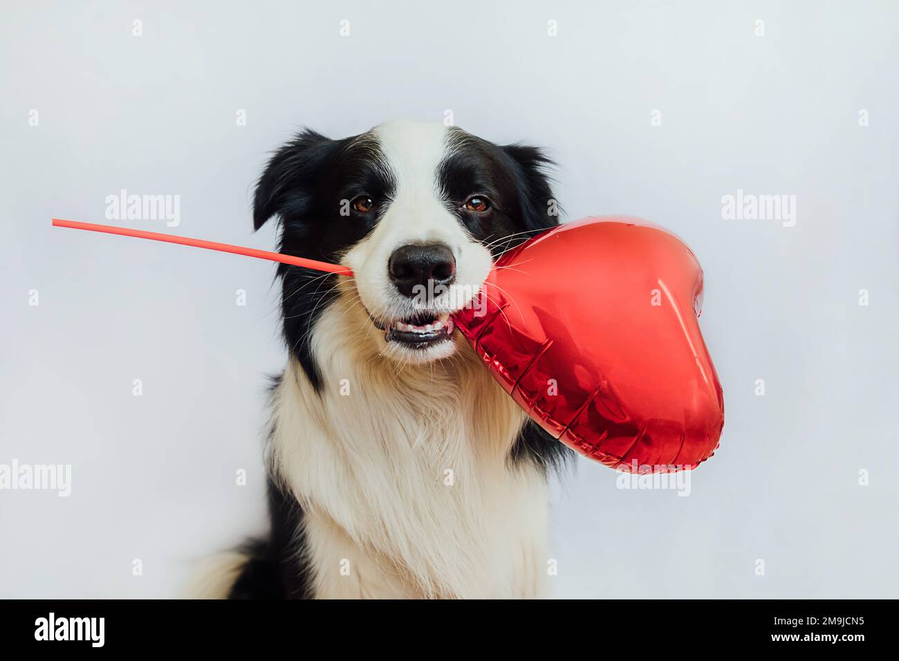 St. Valentine's Day concept. Funny cute puppy dog border collie holding ...
