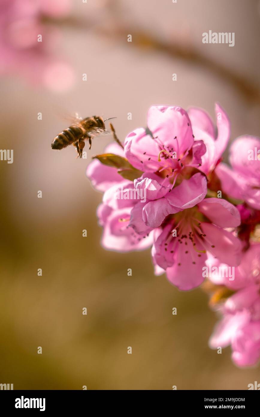 A closeup shot of a bee flying towards the pink peach blossom on the ...