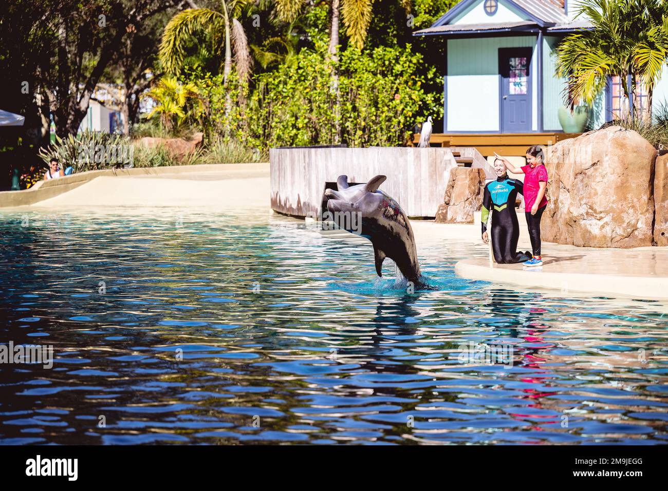 A view of the dolphins at Seaworld in Orlando, Florida Stock Photo - Alamy