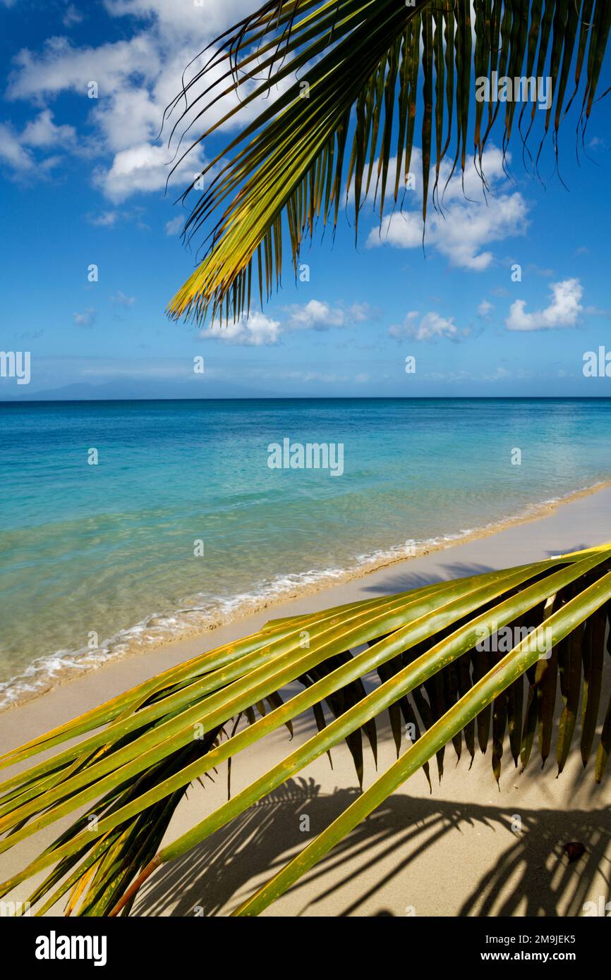 Palm tree on beach, Grand Bourg Beach, Marie-Galante, Guadeloupe ...