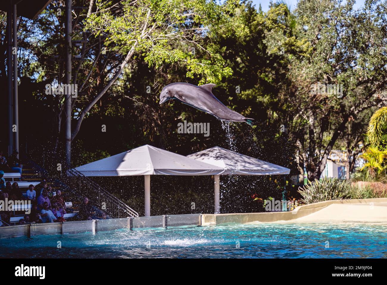 The dolphins at Seaworld in Orlando Florida Stock Photo - Alamy