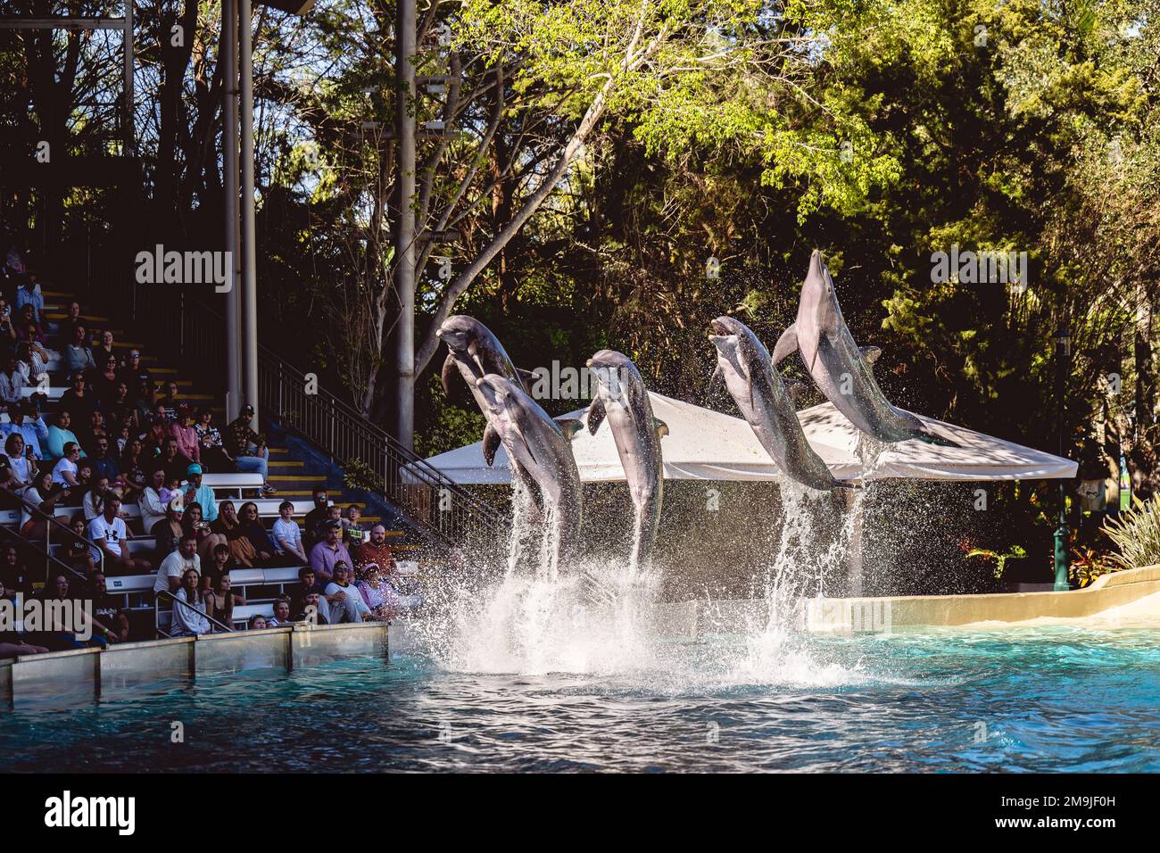 The dolphins at Seaworld in Orlando Florida Stock Photo - Alamy