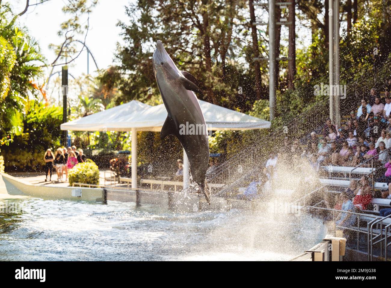 A beautiful shot of a dolphin jumping out of the water at Seaworld in ...