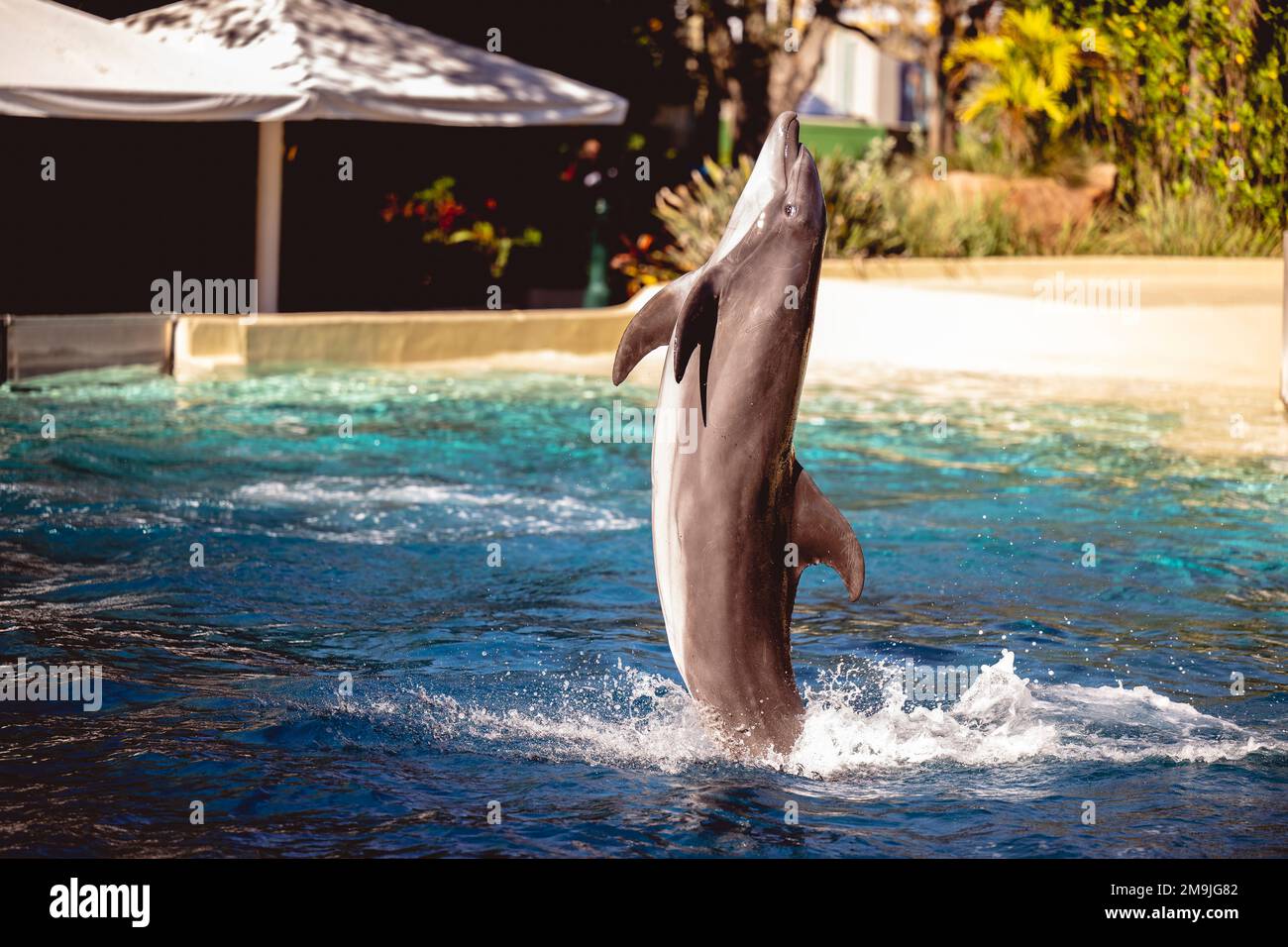 A beautiful shot of a dolphin jumping out of the water at Seaworld in Orlando, Florida Stock ...