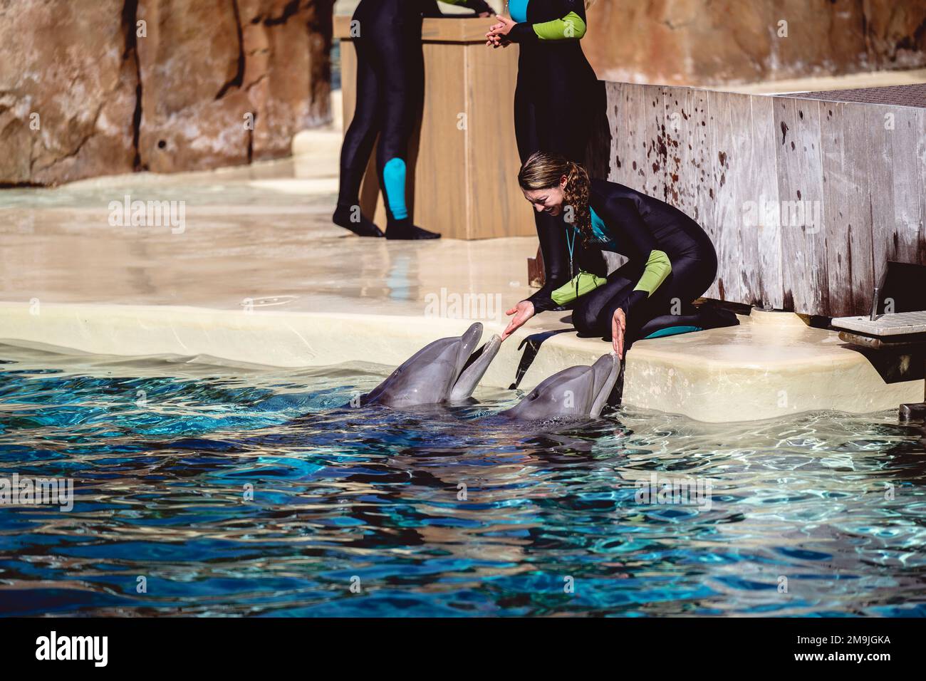A view of a dolphin show at Seaworld in Orlando Florida Stock Photo - Alamy