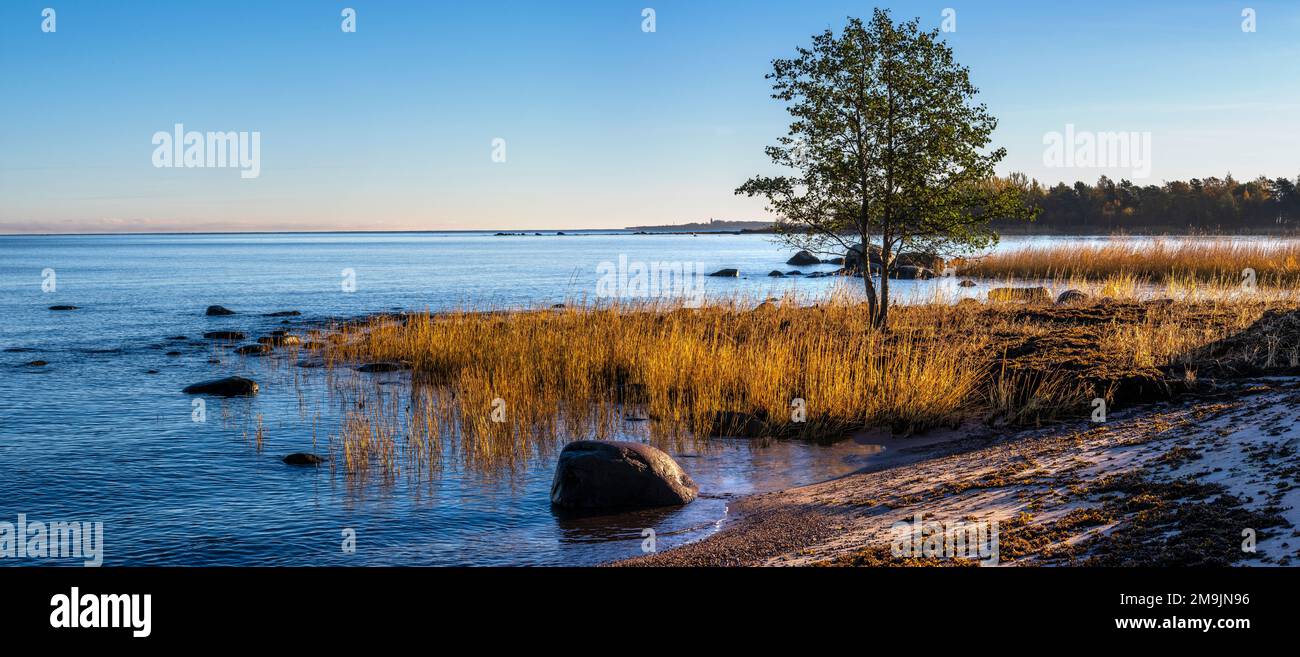 Tree and stones on coastline, Lahemaa National Park, Baltic Sea ...
