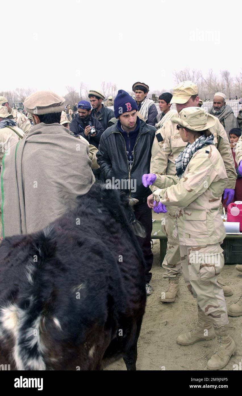 Veterinarians check the local livestock during a Veterinarian Civil ...