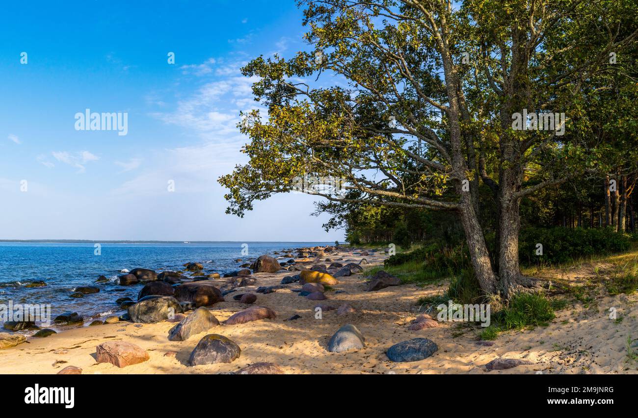Tree on beach, Paldiski, Pakri Peninsula, Baltic Sea, Estonia Stock ...
