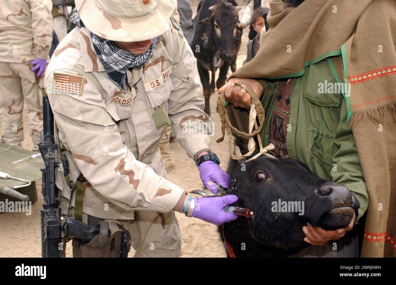 US Army (USA) Major (MAJ) Steven Goldsmith, a veterinarian, treats a ...