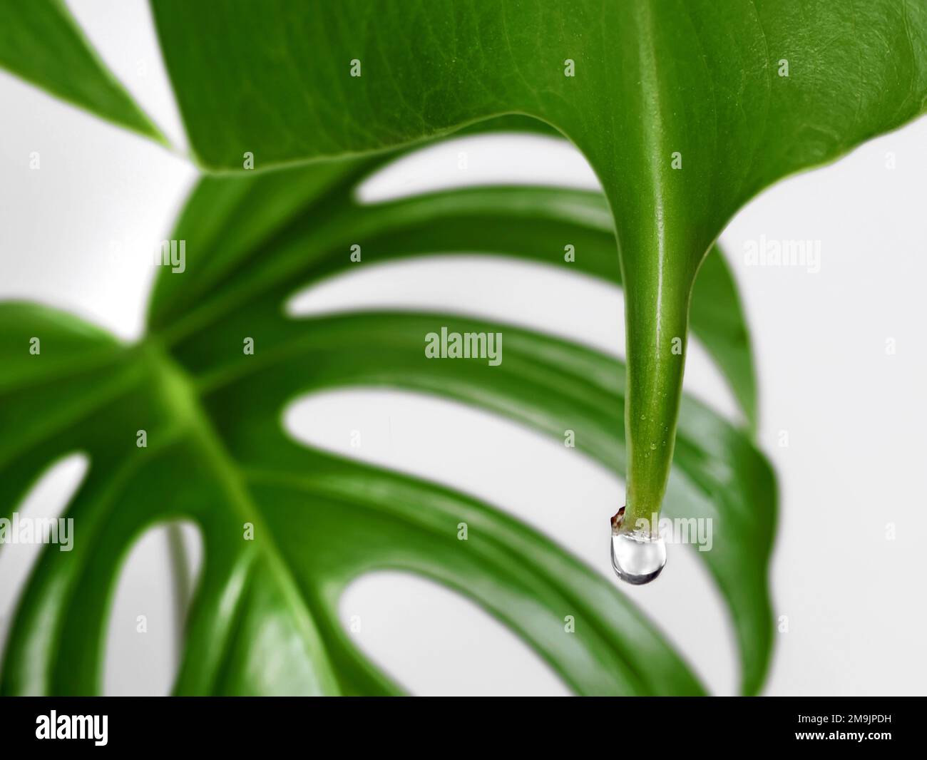 close up of a monstera leaf with water drop isolated on white ...