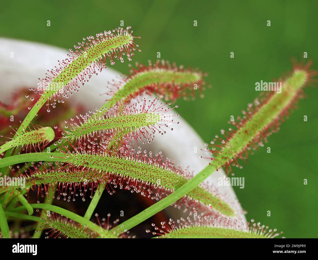 close up of a carnivorous plant, Drosera Capensis, a insectivorous ...