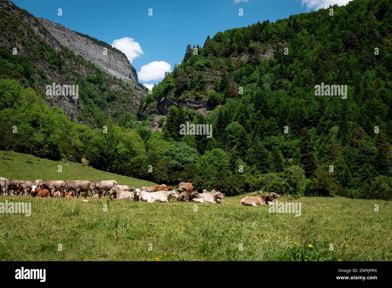 Cows field pyrenees france hi-res stock photography and images - Alamy