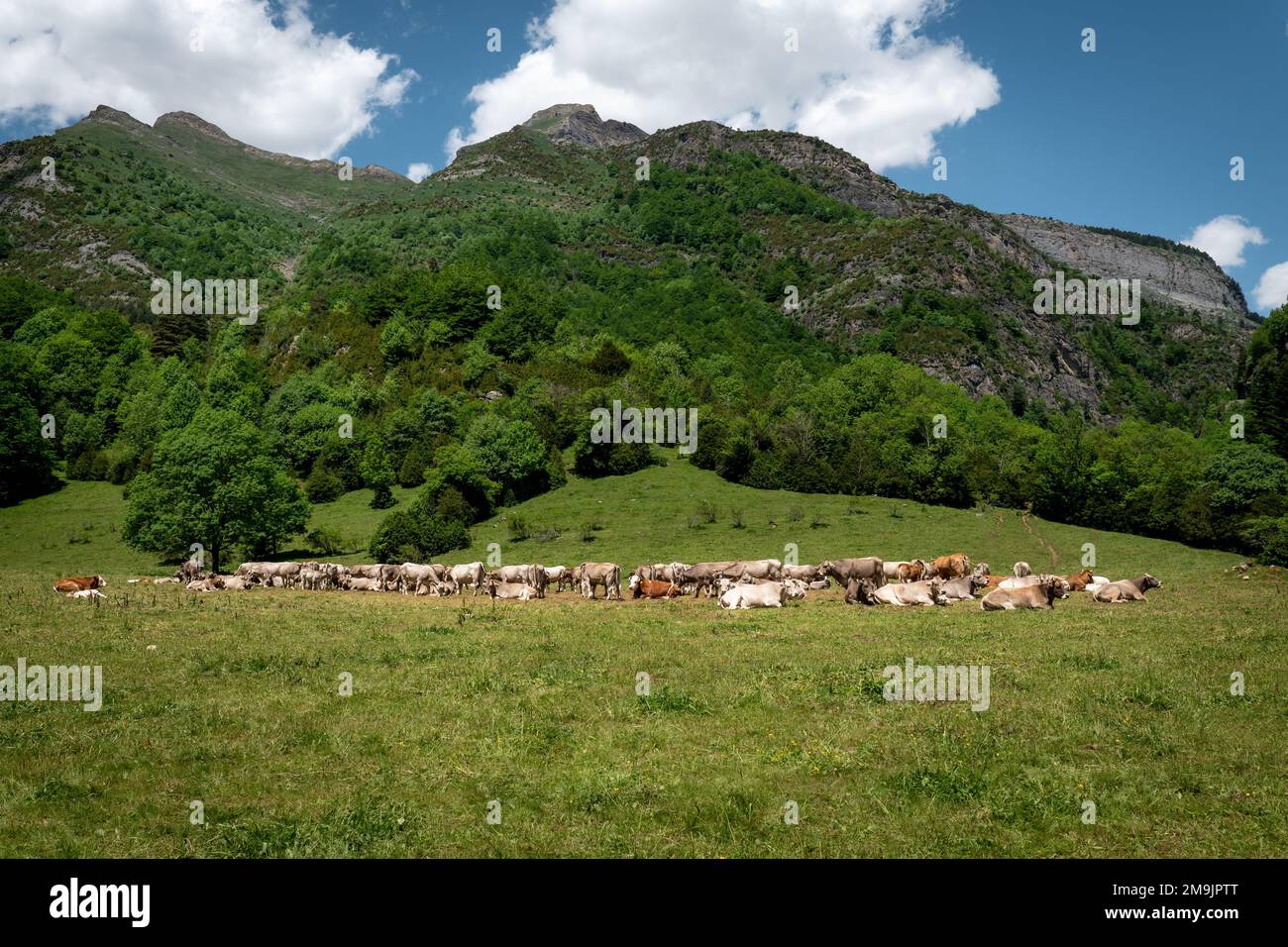Cows field pyrenees france hi-res stock photography and images - Alamy