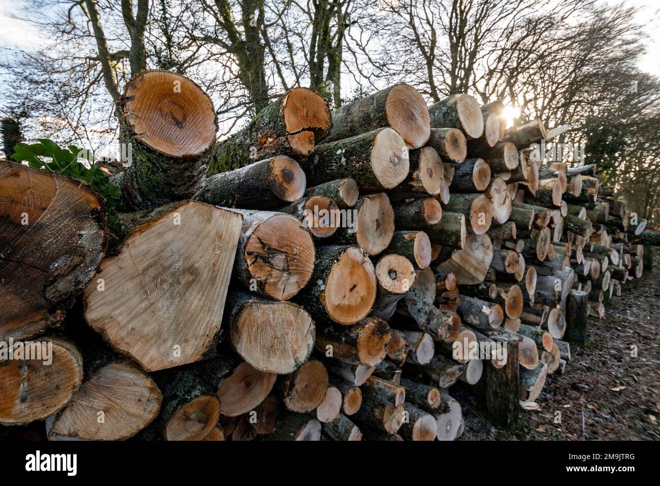 Logpile of recently felled trees, stacked and awaiting transportation ...