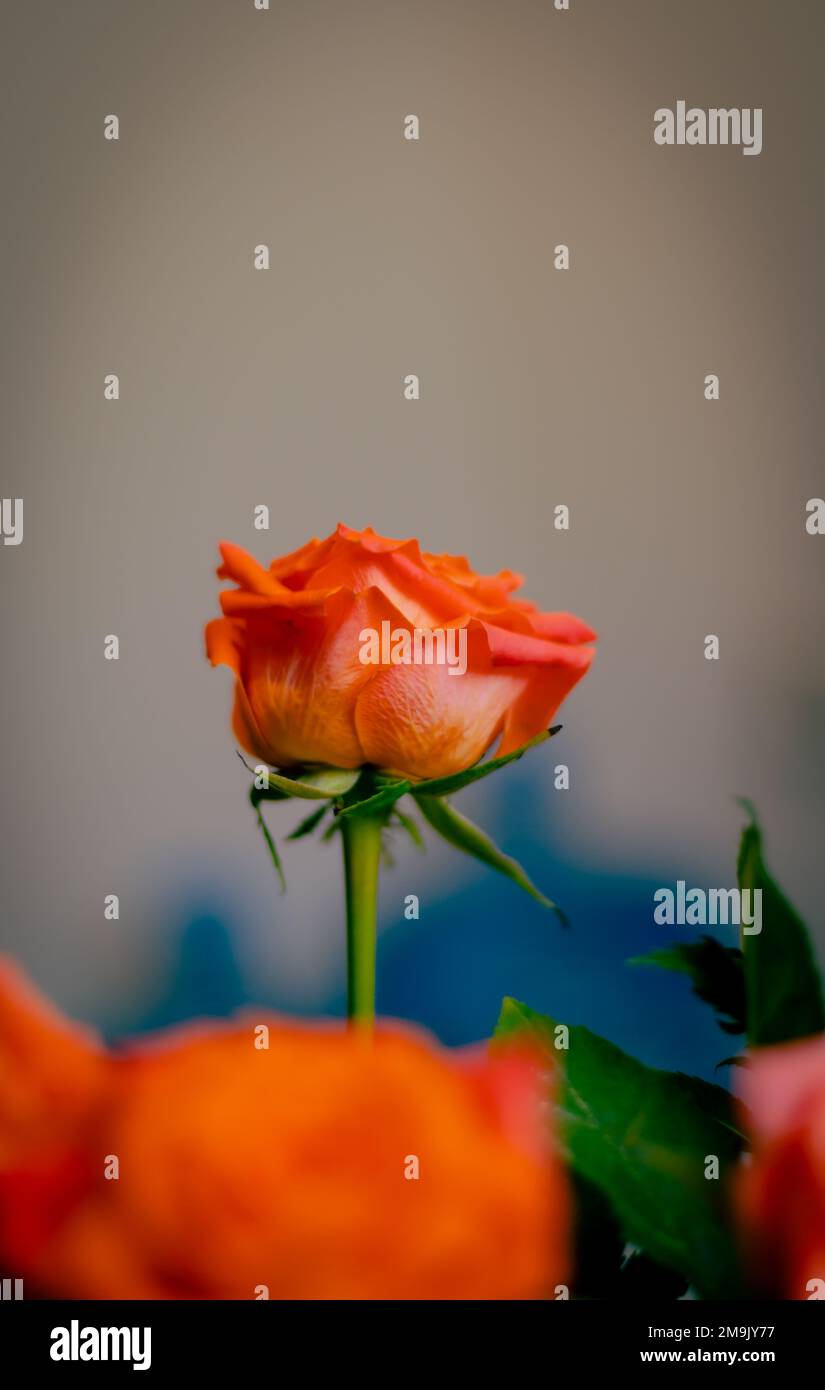 rose orange color front view Stock Photo - Alamy