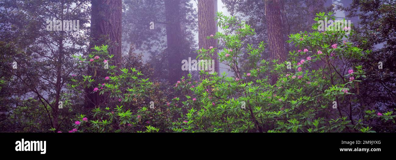 Shrub with pink flowers in forest Stock Photo - Alamy