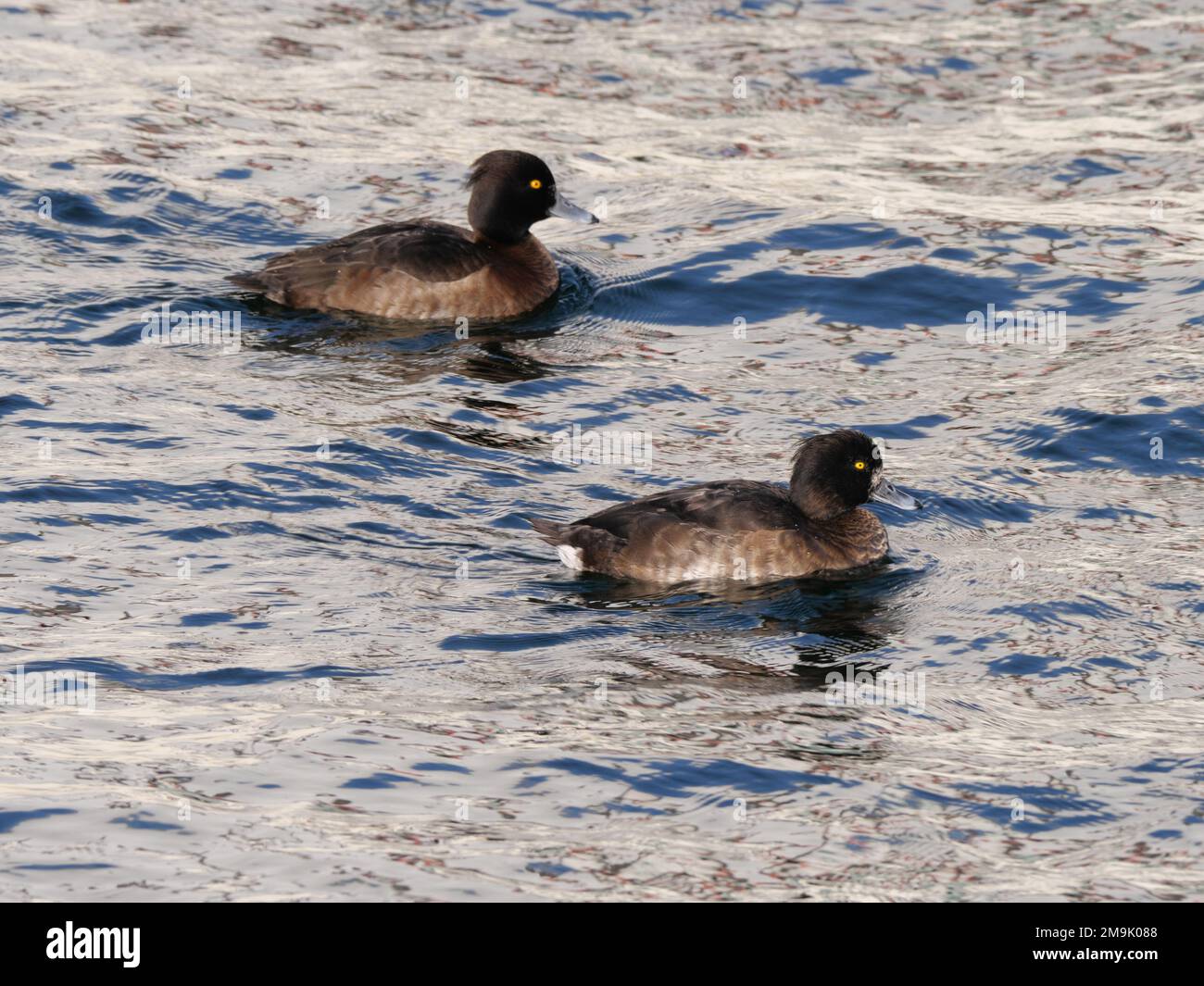 Female tufted duck with brown plumage and yellow eyes swimming on water ...