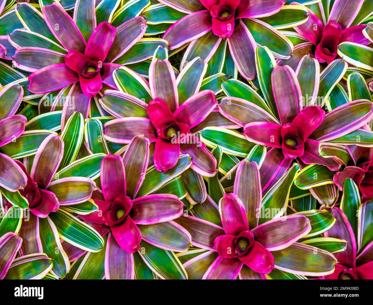 Bromeliad plants, Selby Gardens, Sarasota, Florida, USA Stock Photo - Alamy